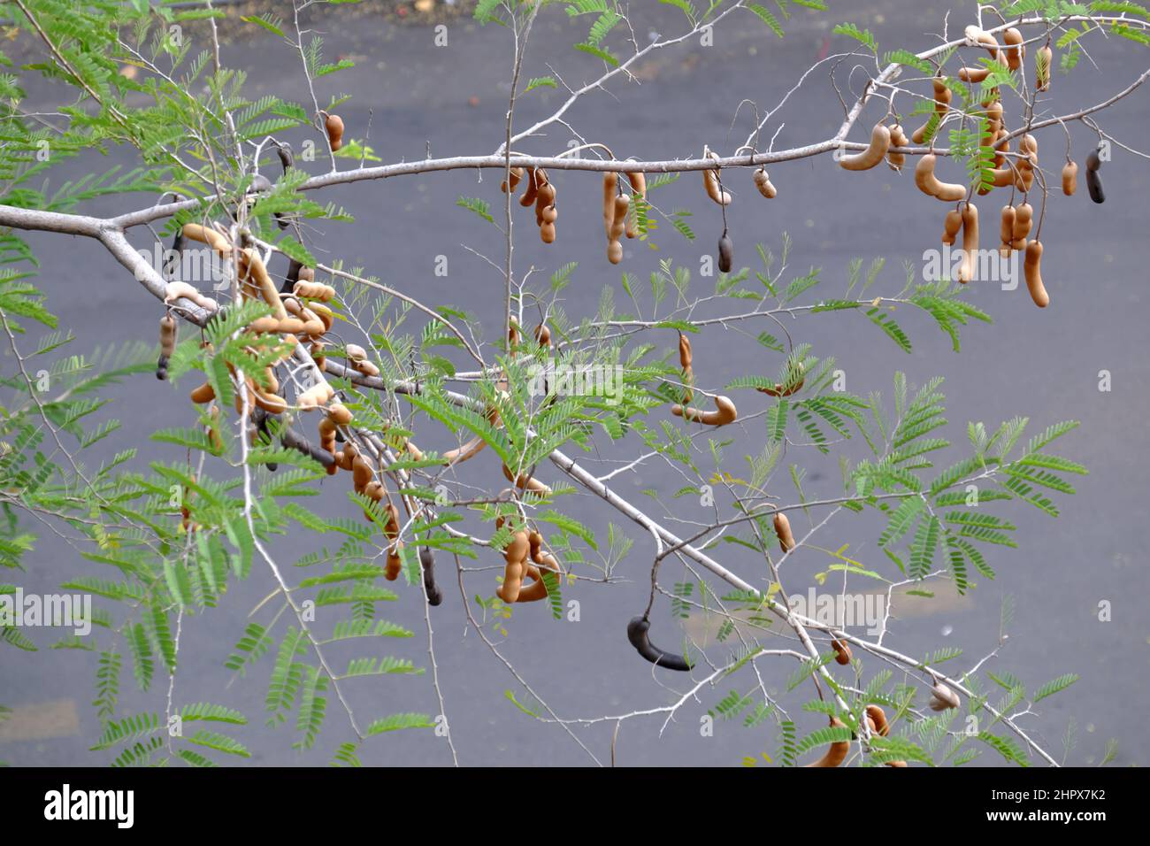 Tamarind fruit on urban tree at Ho chi Minh city, Viet nam on day Stock ...