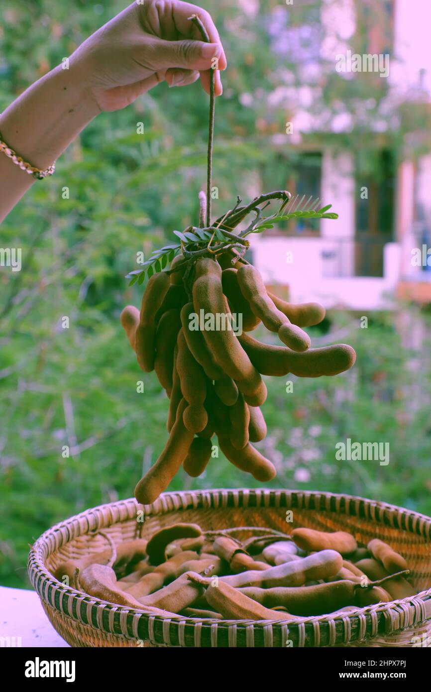Close up woman hand hold bunch of tamarind in sour Vietnamese fruit in ...