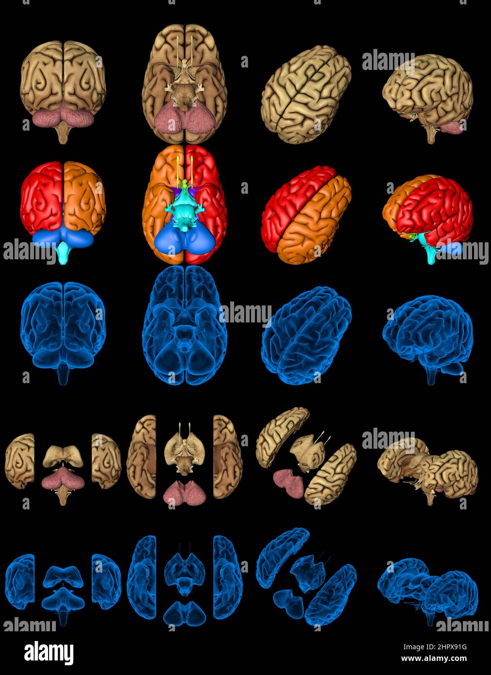 Set of isolated brain renders - whole and split with x-ray examination ...