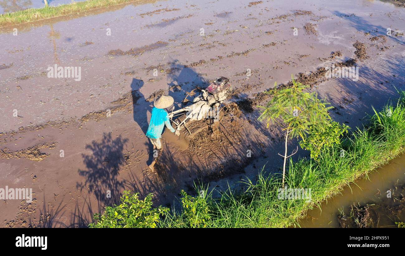 a farmer plows a field with a hand tractor farming machine in a ...