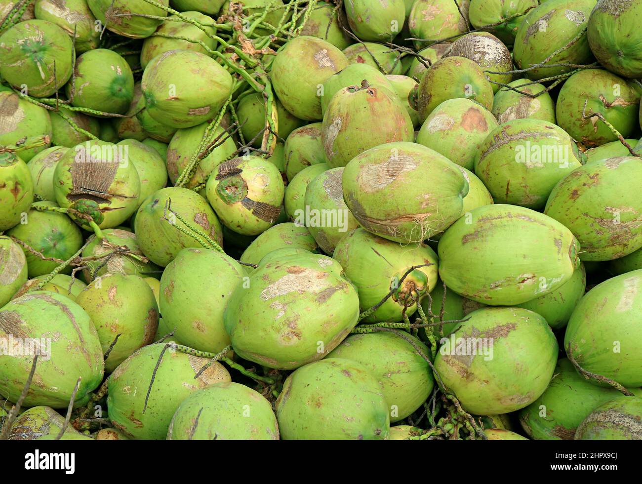 Pile of fresh young tropical coconuts selling for coconut juice Stock ...