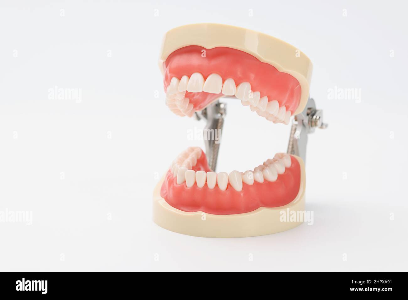 Adult teeth jaw human hi-res stock photography and images - Alamy