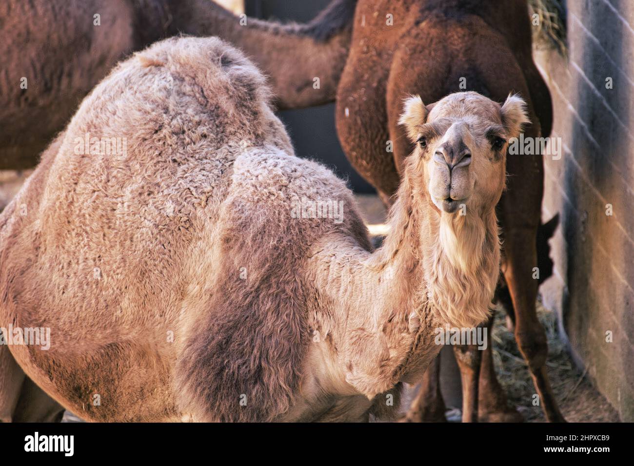 Kansas city hot dog hi-res stock photography and images - Alamy