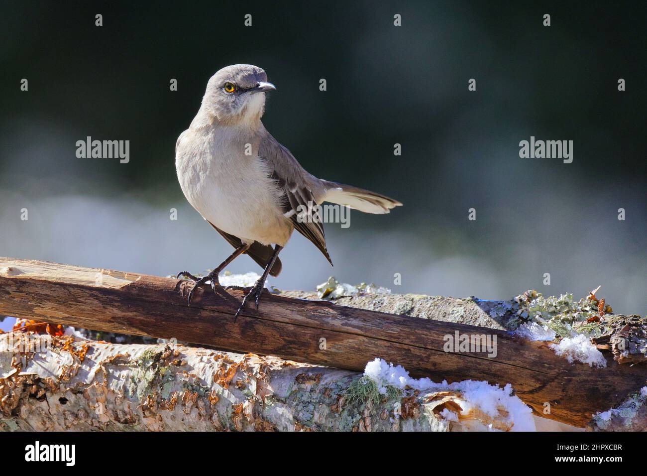 Selective of a northern mockingbird (Mimus polyglottos) on a branch ...