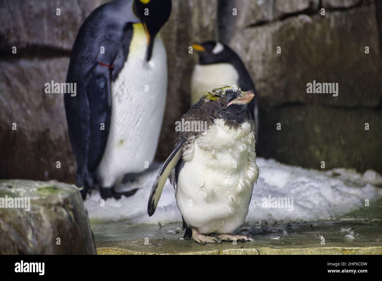 Closeup shot of baby macaroni penguins at the Kansas City Zoo Stock ...