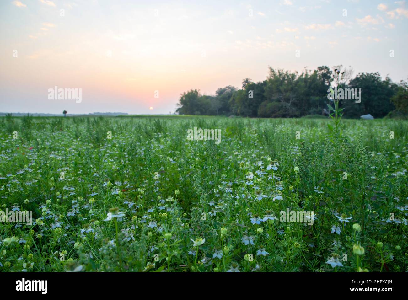 Beautiful Black Cumin Flowers Plantation In the field under the open ...