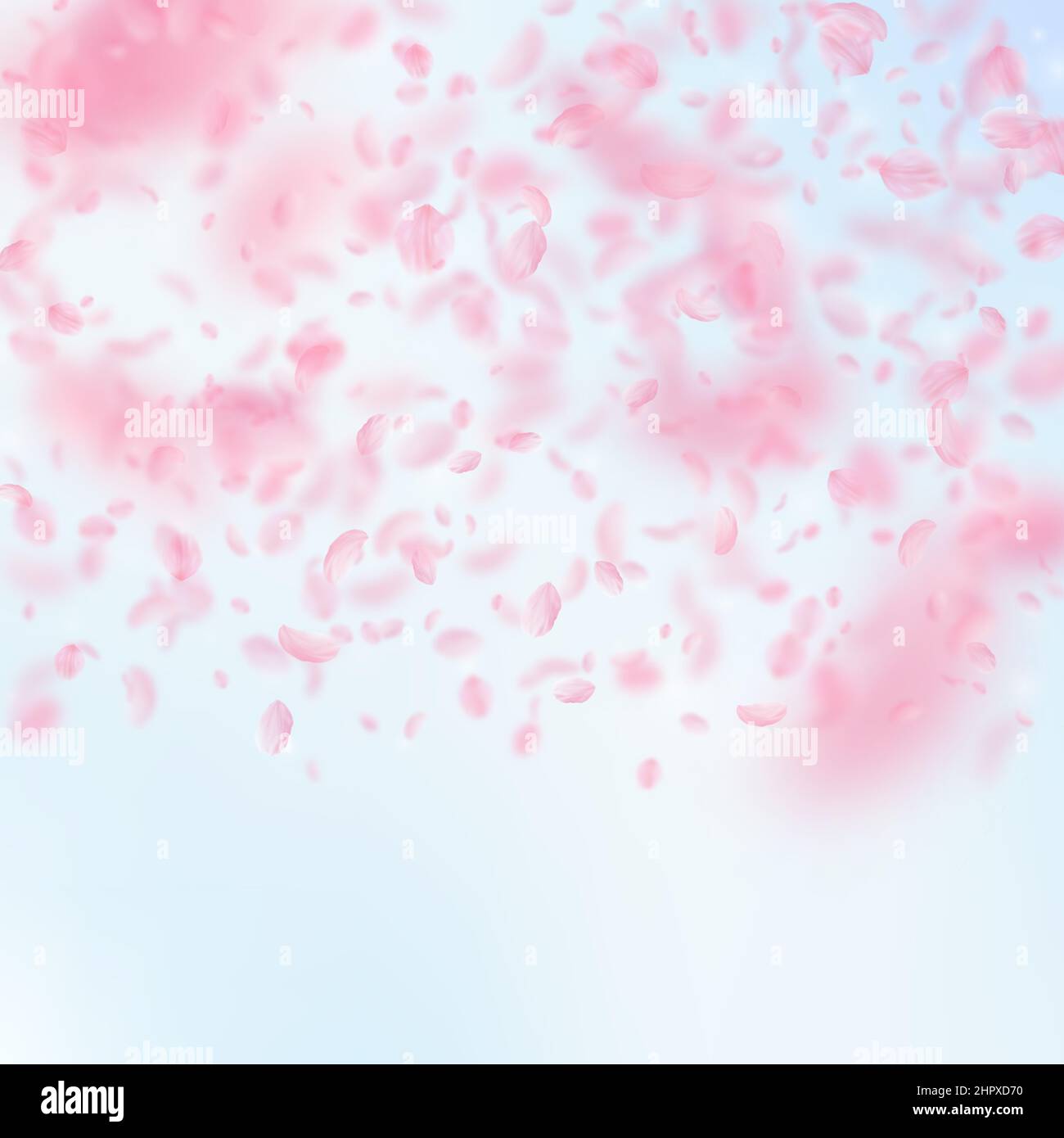 Sakura petals falling down. Romantic pink flowers gradient. Flying ...