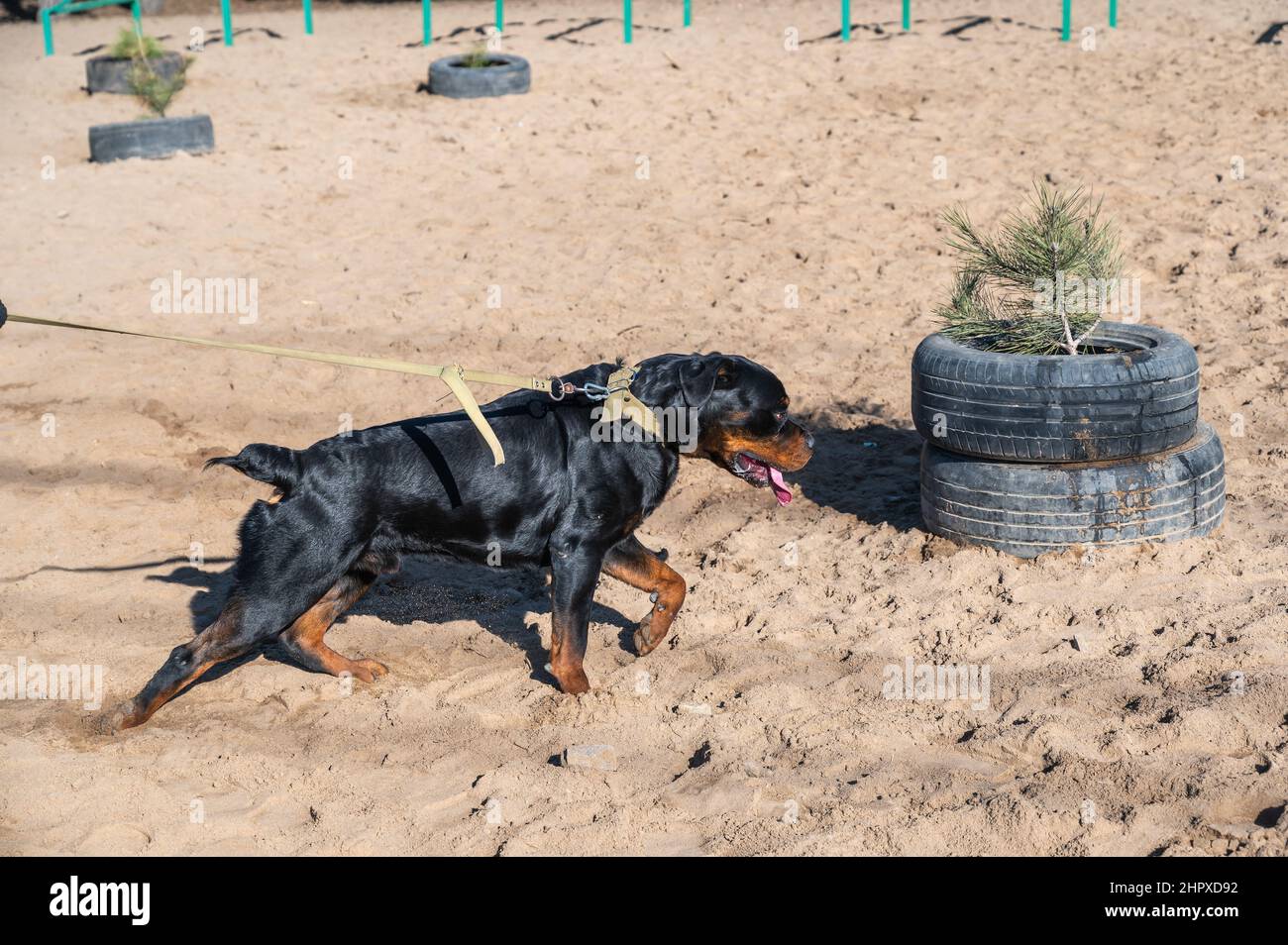 Tail cropped rottweiler hi-res stock photography and images - Alamy