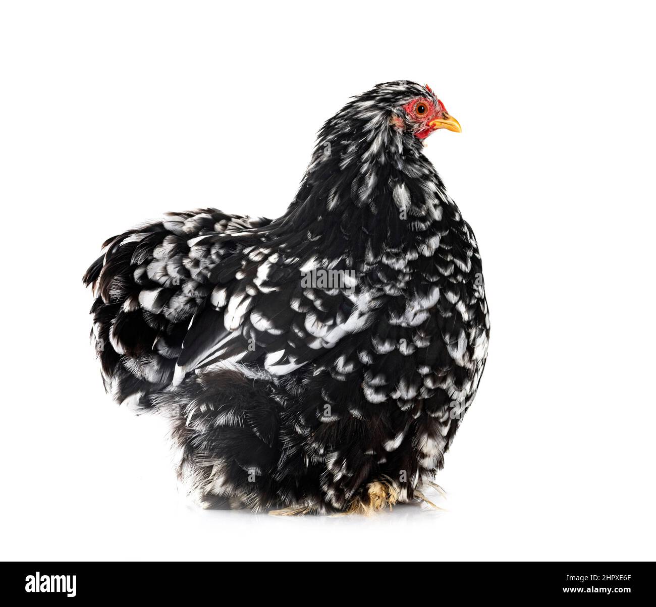Mottled rooster Cut Out Stock Images & Pictures - Alamy