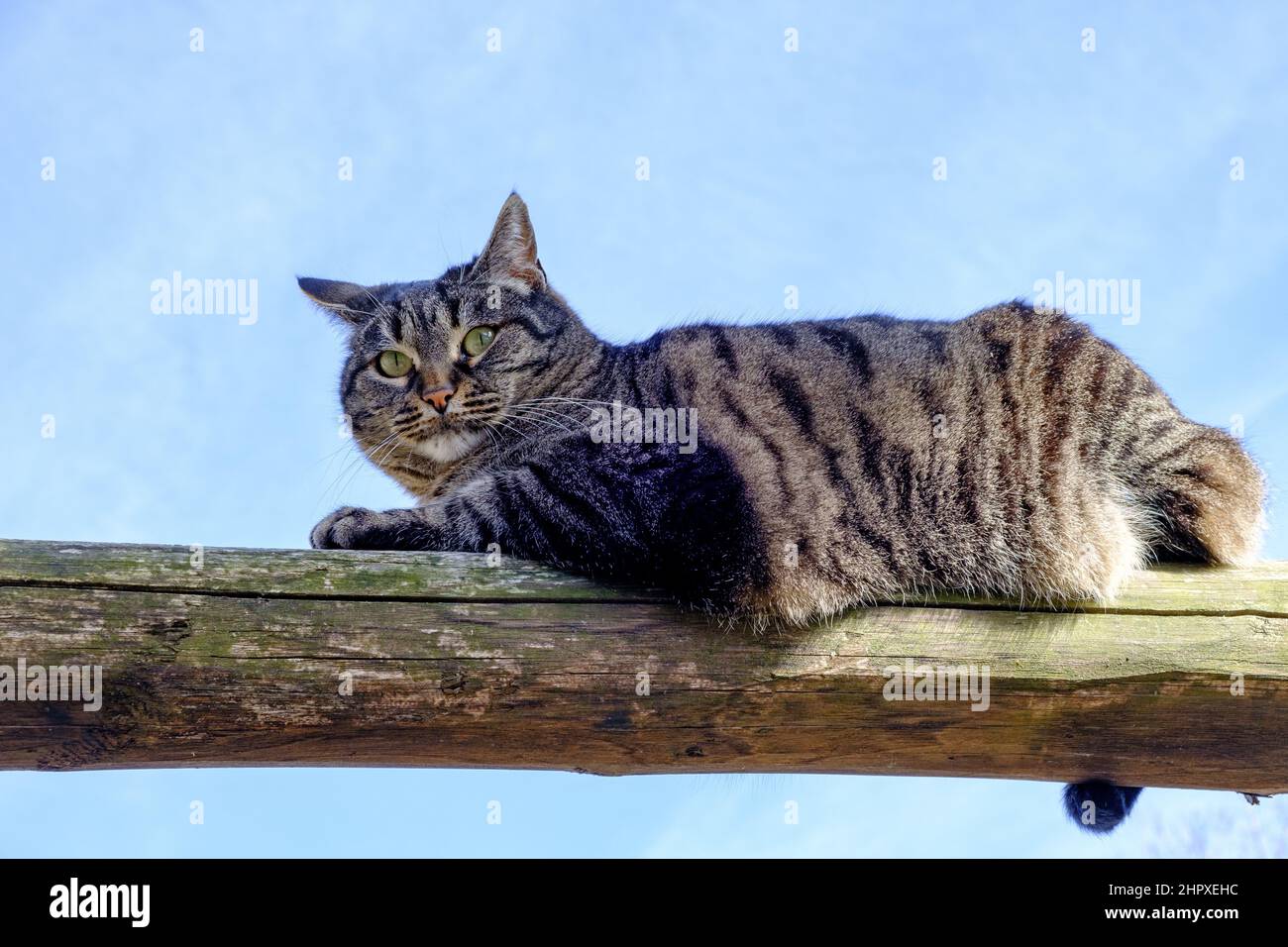 Grey cat leaning at the sun on an old wooden fence Stock Photo - Alamy