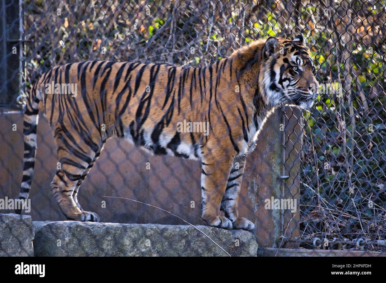 Closeup shot of the Sumatran Tiger at the Kansas City Zoo Stock Photo ...