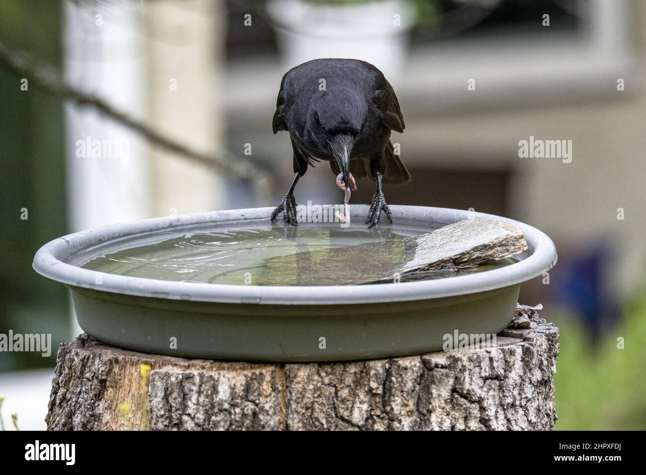 Crow eating worm hi-res stock photography and images - Alamy