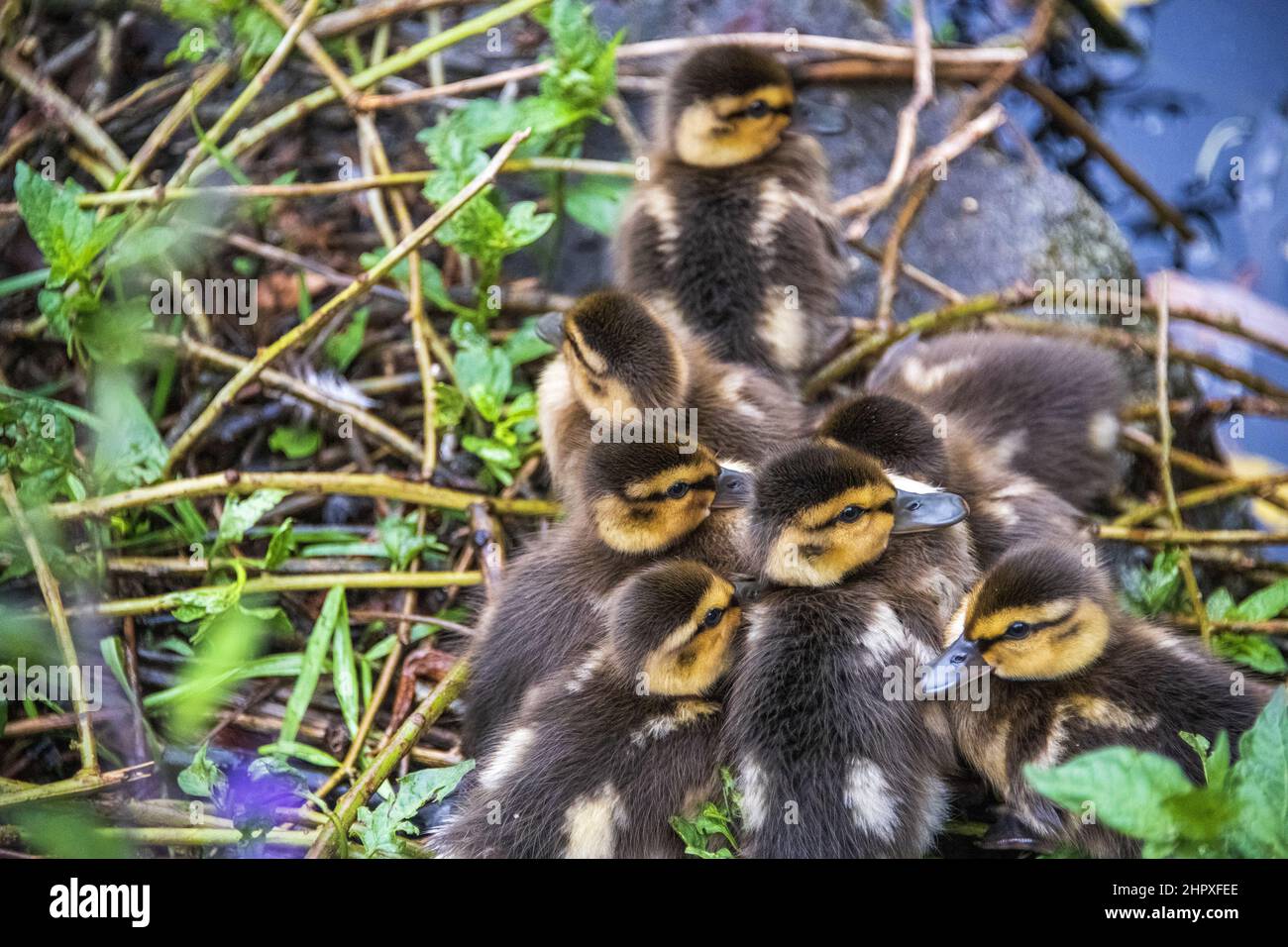 Closeup shot of many ducklings playing together Stock Photo - Alamy