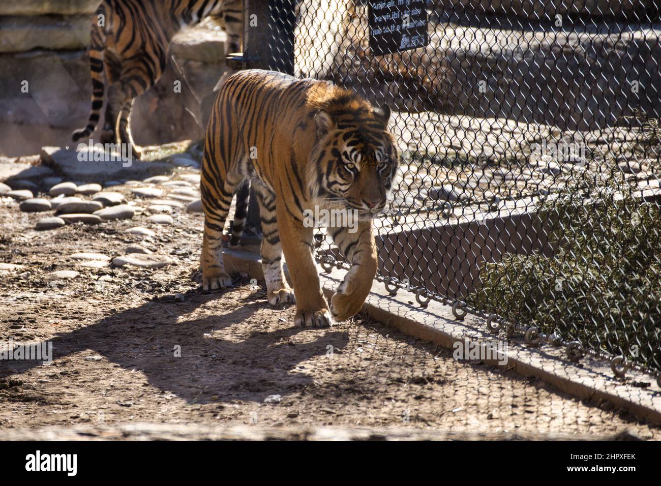 Closeup shot of the Sumatran Tiger at the Kansas City Zoo Stock Photo ...