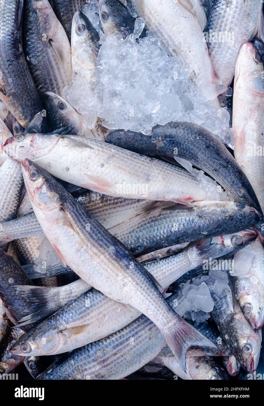 Mullet fish hi-res stock photography and images - Alamy