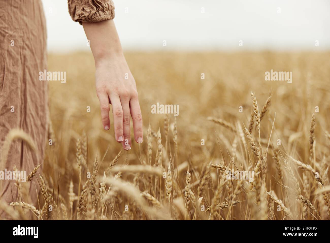 female hand the farmer concerned the ripening of wheat ears in early summer endless field Stock ...