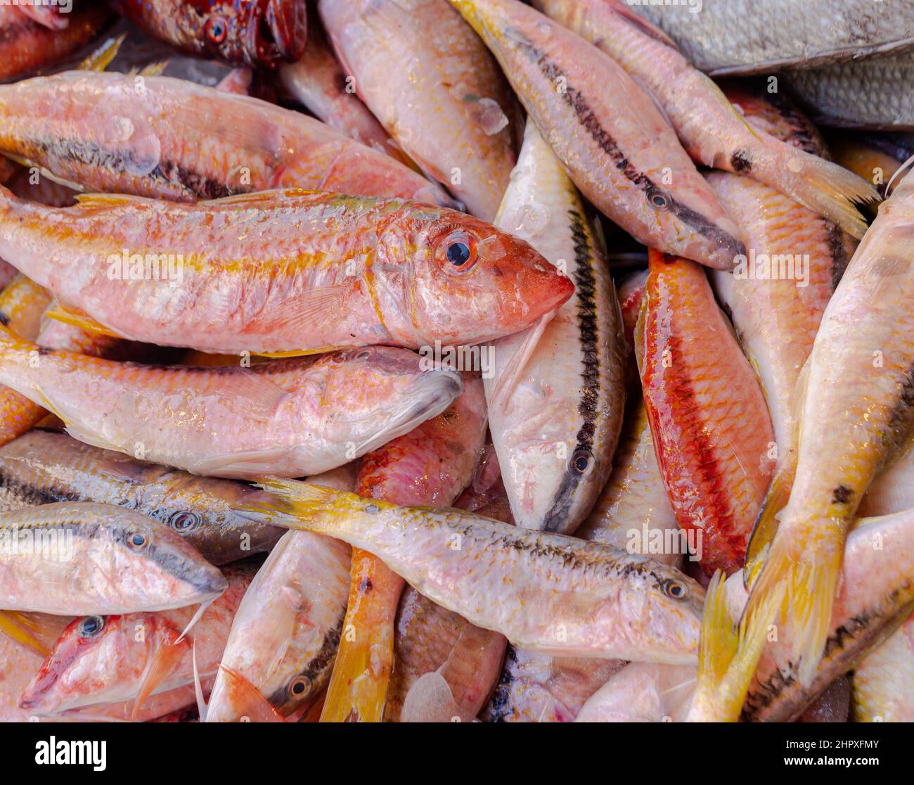 Pink fish hi-res stock photography and images - Alamy