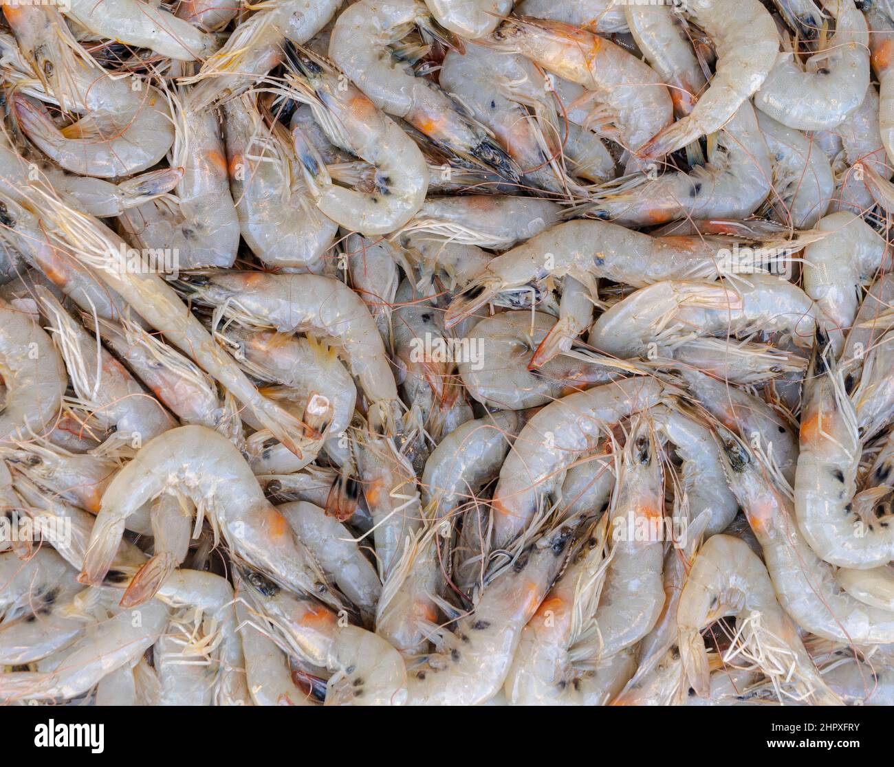 Shrimp pattern hi-res stock photography and images - Alamy