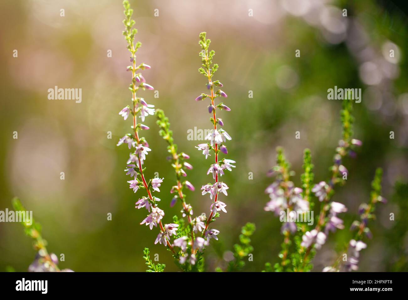 Flowering plants on field in sun light, heather background Stock Photo ...