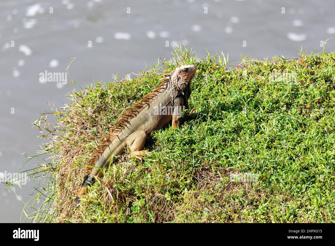 Green iguana (Iguana iguana) on tree in tropical rainforest, river Rio ...