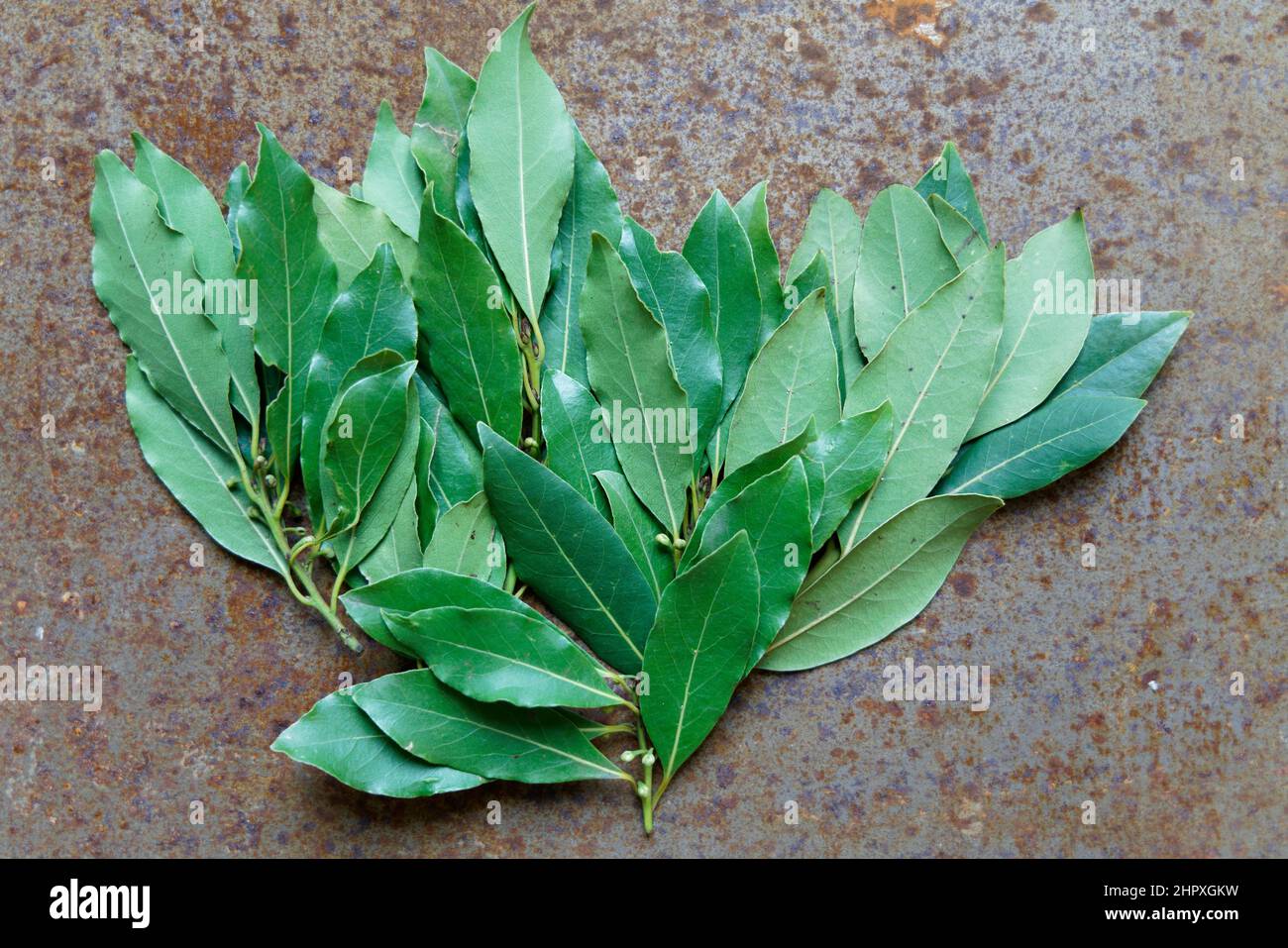 Laurel leaves on a rusty metallic background with space for text Stock ...