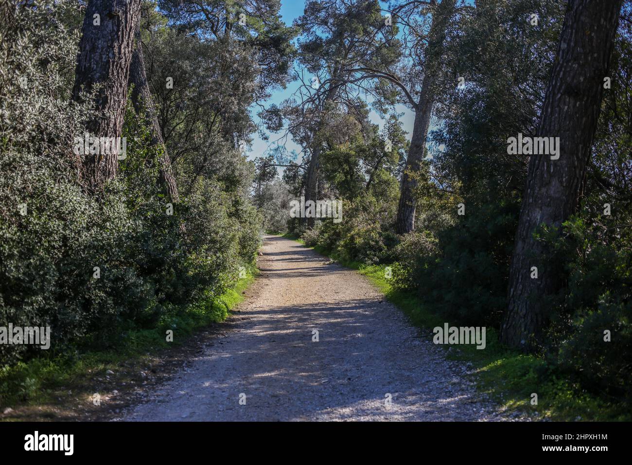 Forest path surrounded trees hi-res stock photography and images - Alamy