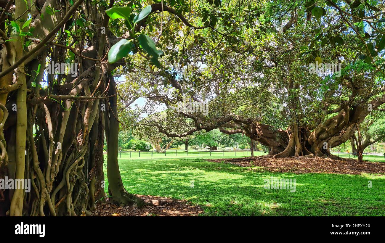 Moreton Bay Fig Tree in the Sydney Botanical Gardens New South Wales Australia Stock Photo - Alamy