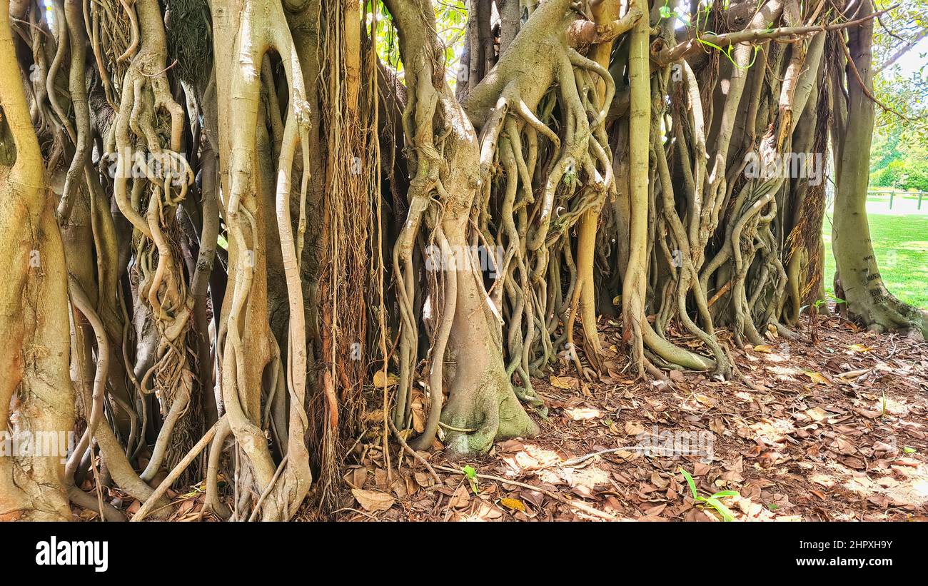 The roots of Moreton Bay Fig Tree located in the Sydney Botanical ...