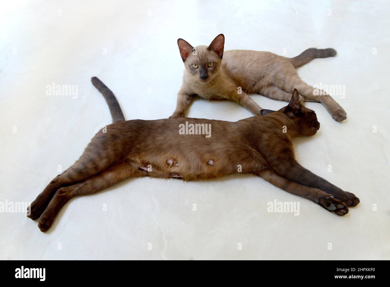 Brown Siamese cat, mother and child, sleep on marble floor Stock Photo ...