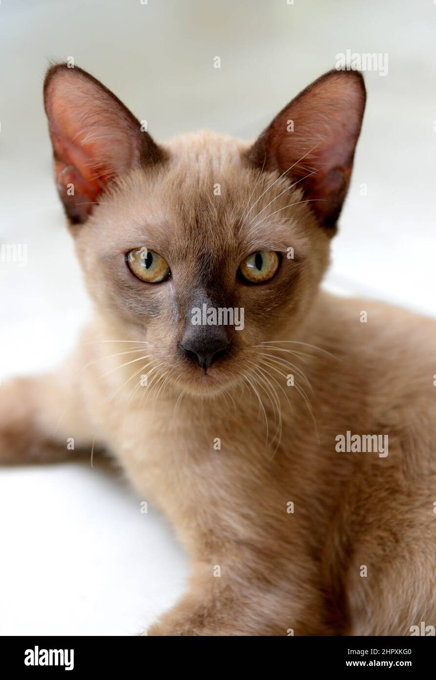 Siamese cat hi-res stock photography and images - Alamy