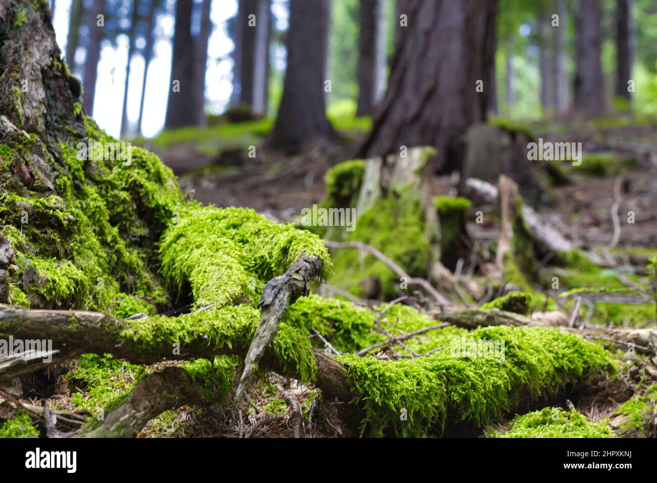 Beautiful nature in a forest Stock Photo - Alamy