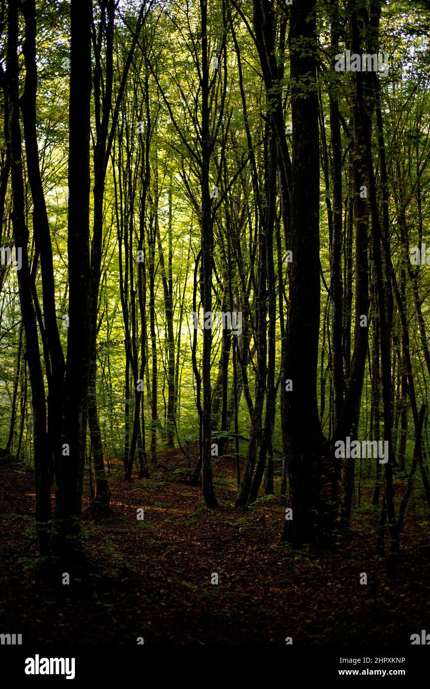 Beautiful shot of a lush forest with green trees Stock Photo - Alamy