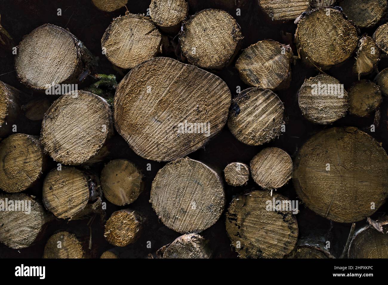 Bunch of stack of trees Stock Photo - Alamy