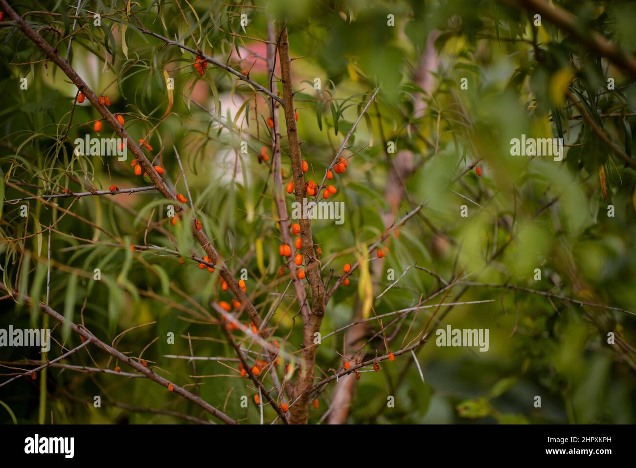 Beautiful branches sea buckthorn hi-res stock photography and images ...