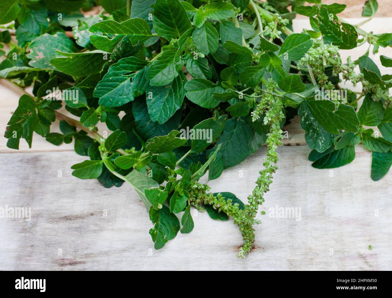 Annual family amaranthaceae hi-res stock photography and images - Alamy