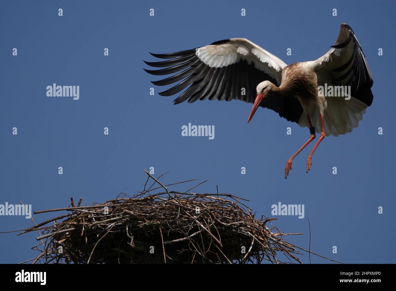 Stork flying Stock Photo - Alamy