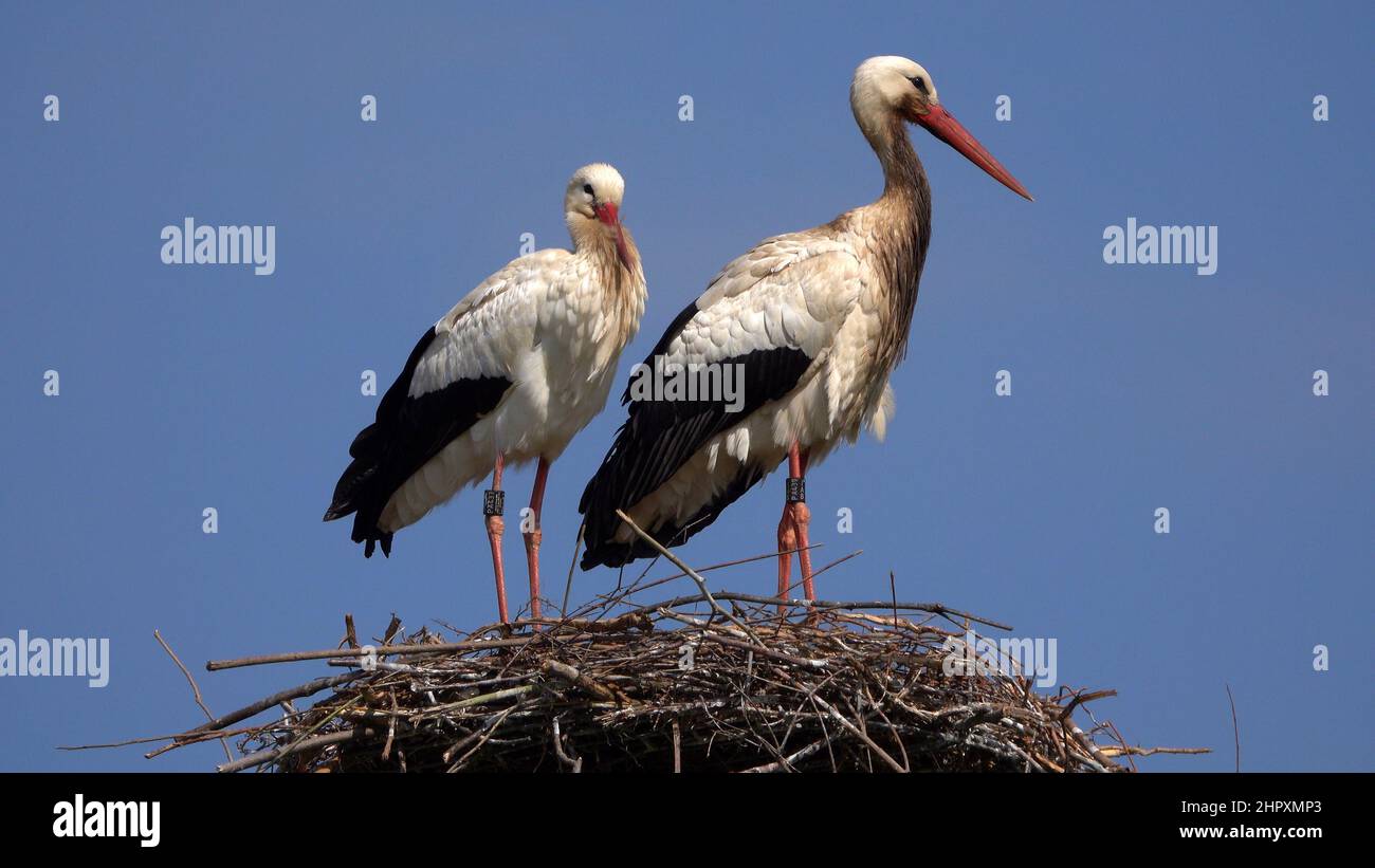 Couples of storks hi-res stock photography and images - Alamy