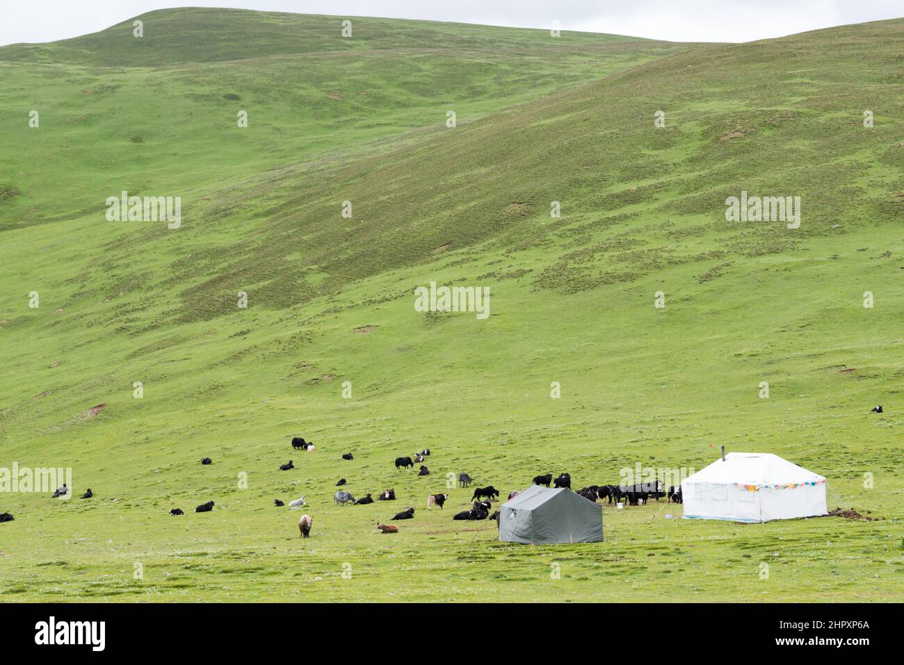 LITANG, CHINA - Grasslands at Litang town. a famous Tibetan town of ...