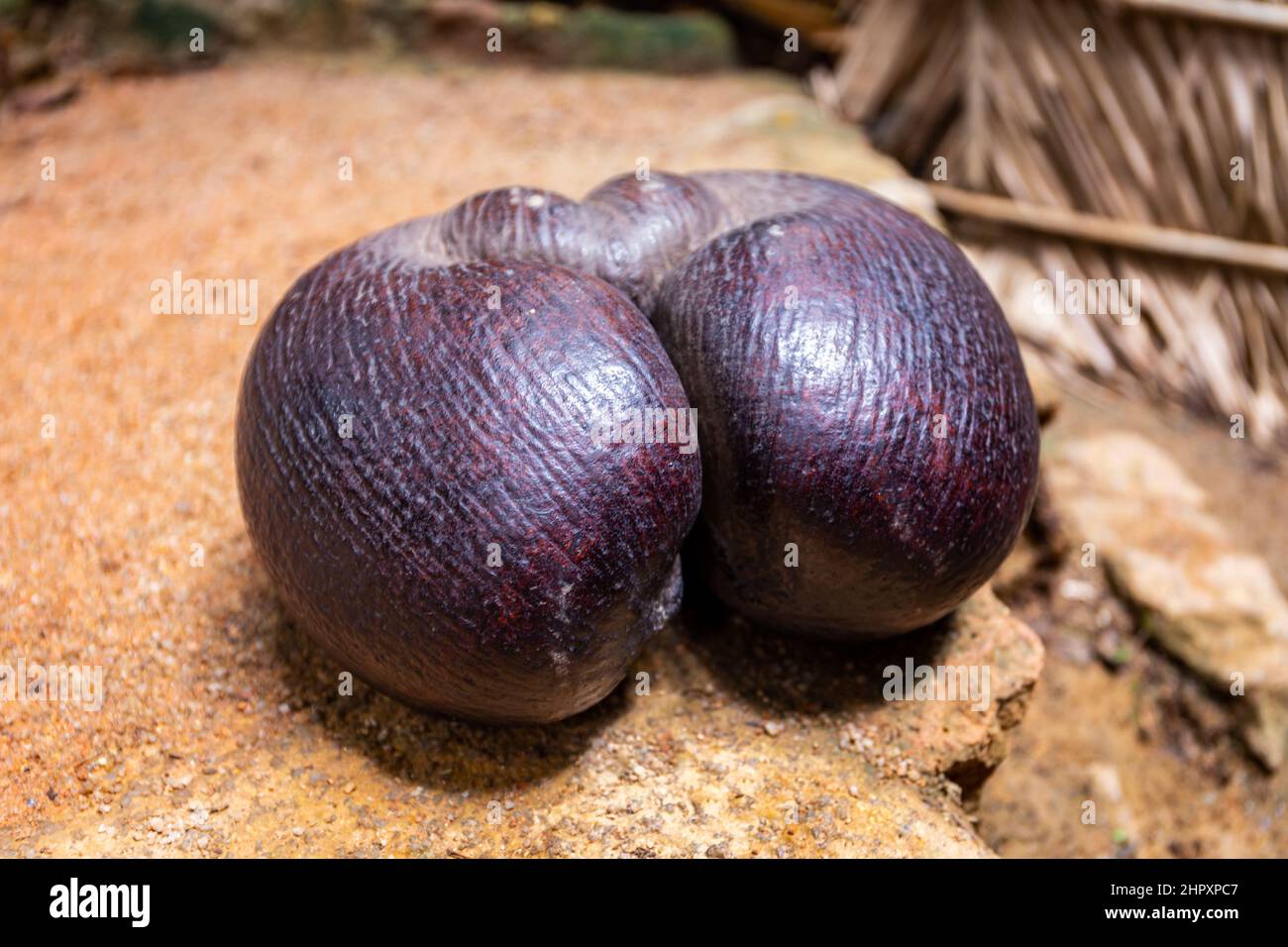 Coco de Mer nut (Lodoicea maldivica), the largest nut in the world ...