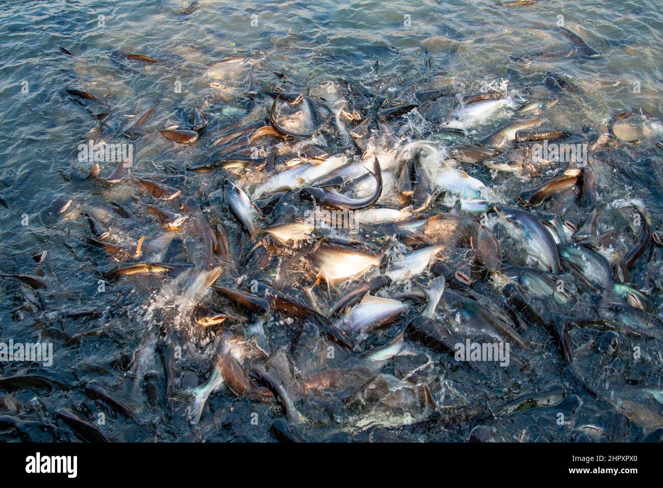 Fighting fishes hi-res stock photography and images - Alamy