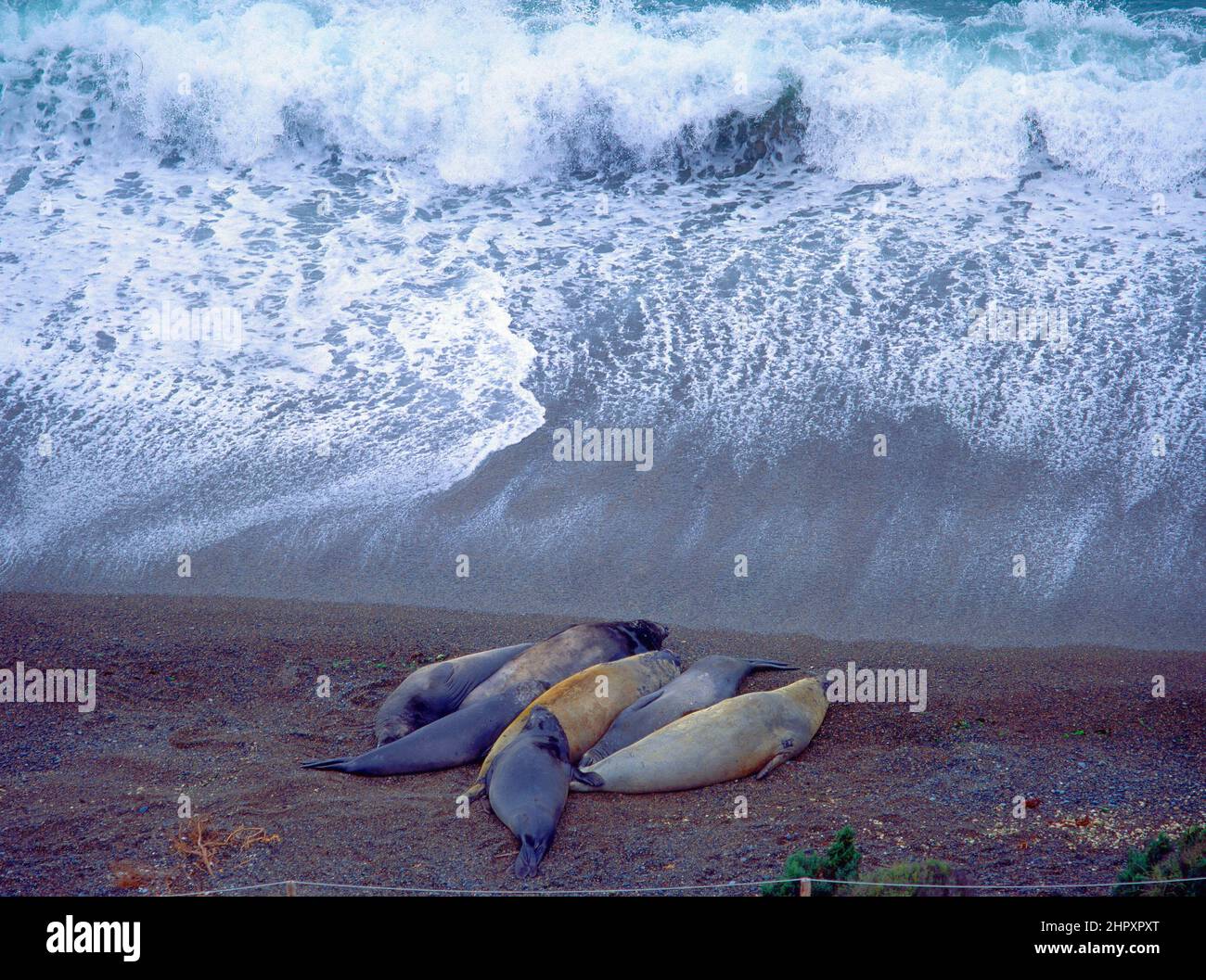 FOCAS EN LA PLAYA. Location: PLAYA FARO. PATAGONIA Stock Photo - Alamy