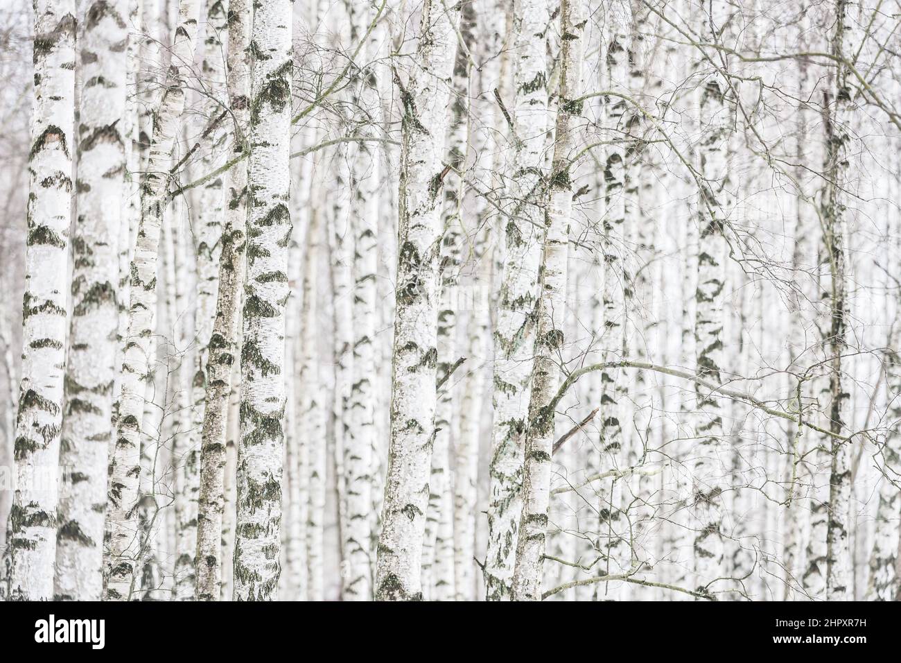 Forest of birch trees in a row Stock Photo - Alamy