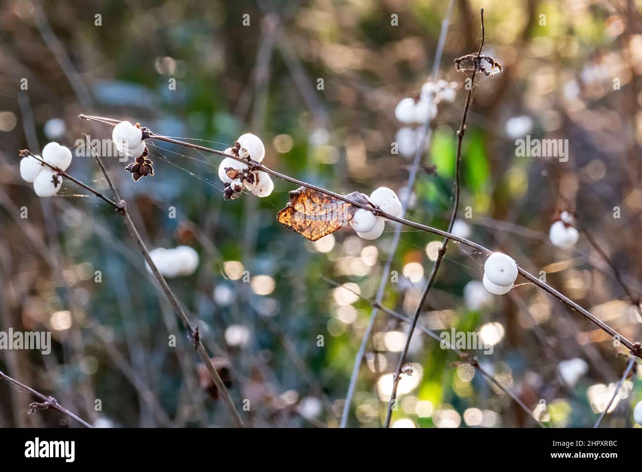 detail of snowberry and leaf in autumn color gives a harmonic nature ...
