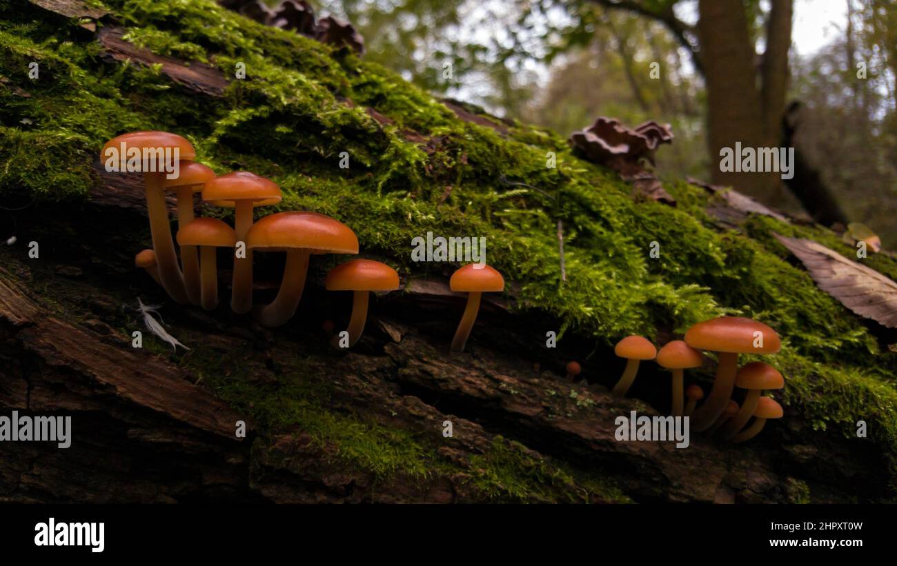 Honey funguses hi-res stock photography and images - Alamy