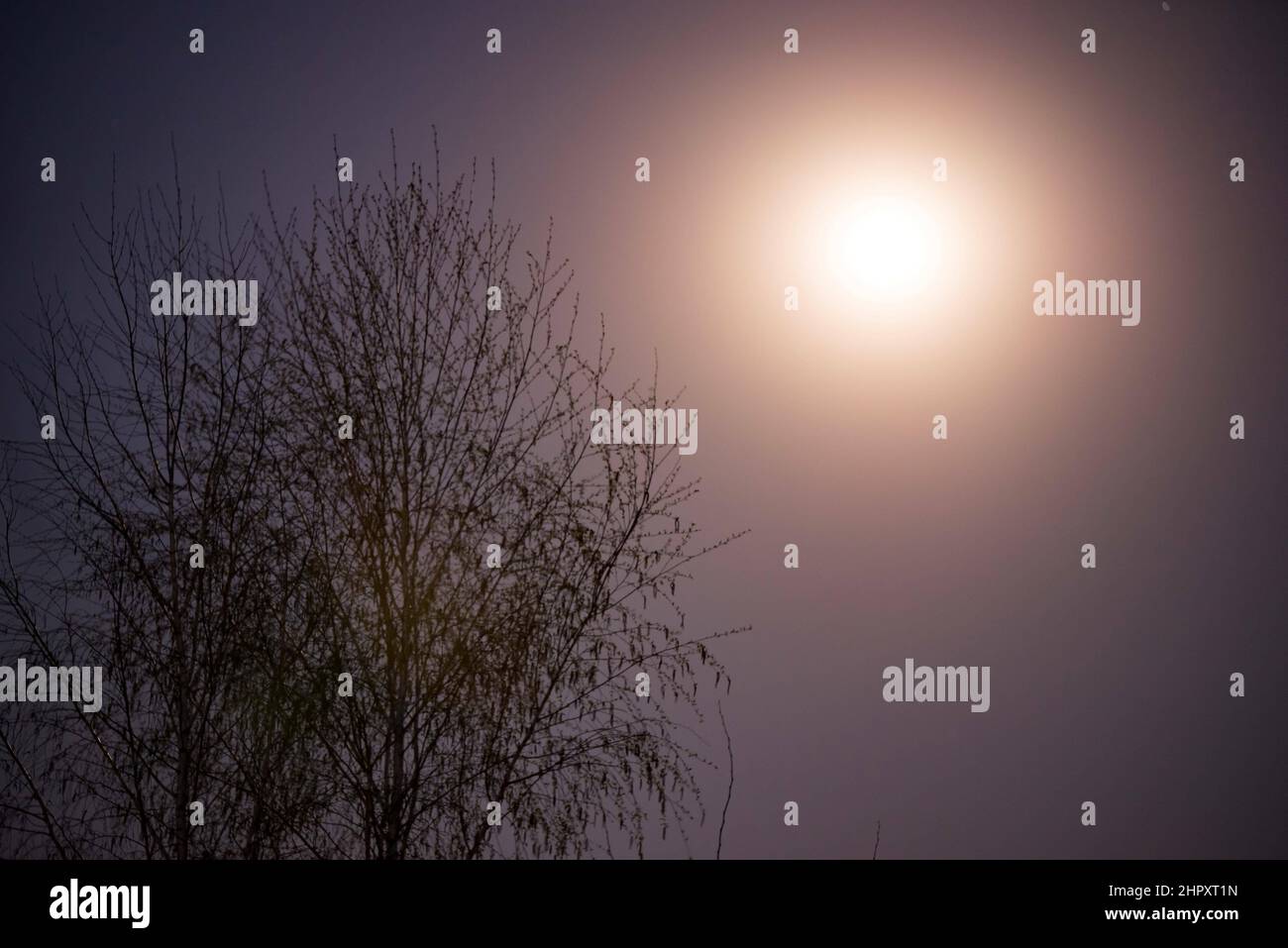 Closeup shot of a beautiful tree under the moonlight Stock Photo - Alamy