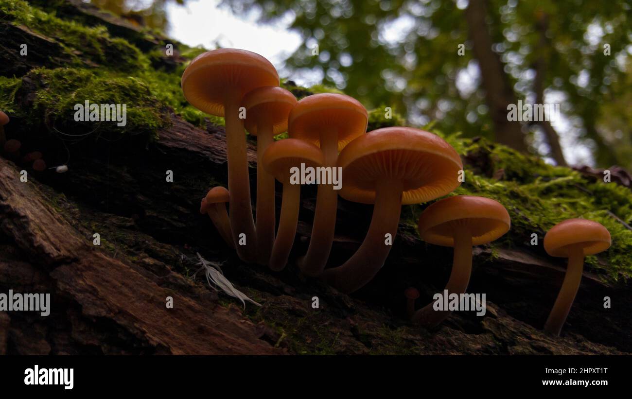Closeup shot of honey funguses blossoming in the forest Stock Photo - Alamy