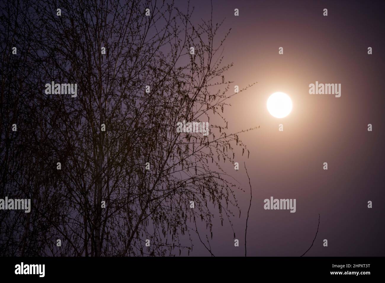 Closeup shot of a beautiful tree under the moonlight Stock Photo - Alamy