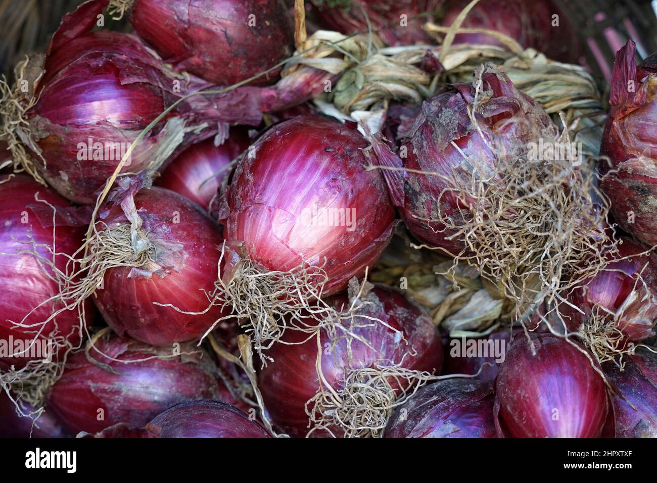 Typical tropea red onions hi-res stock photography and images - Alamy