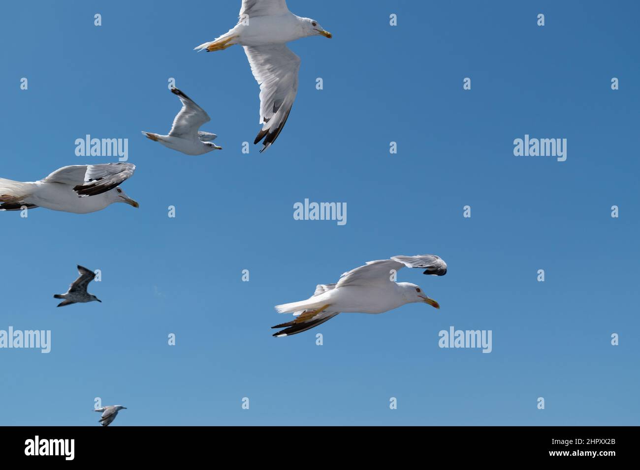 Seagull fly flock hi-res stock photography and images - Alamy