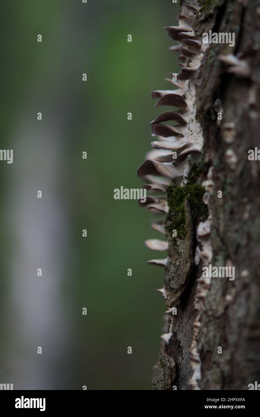 Growth on a tree bark in the woods Stock Photo - Alamy